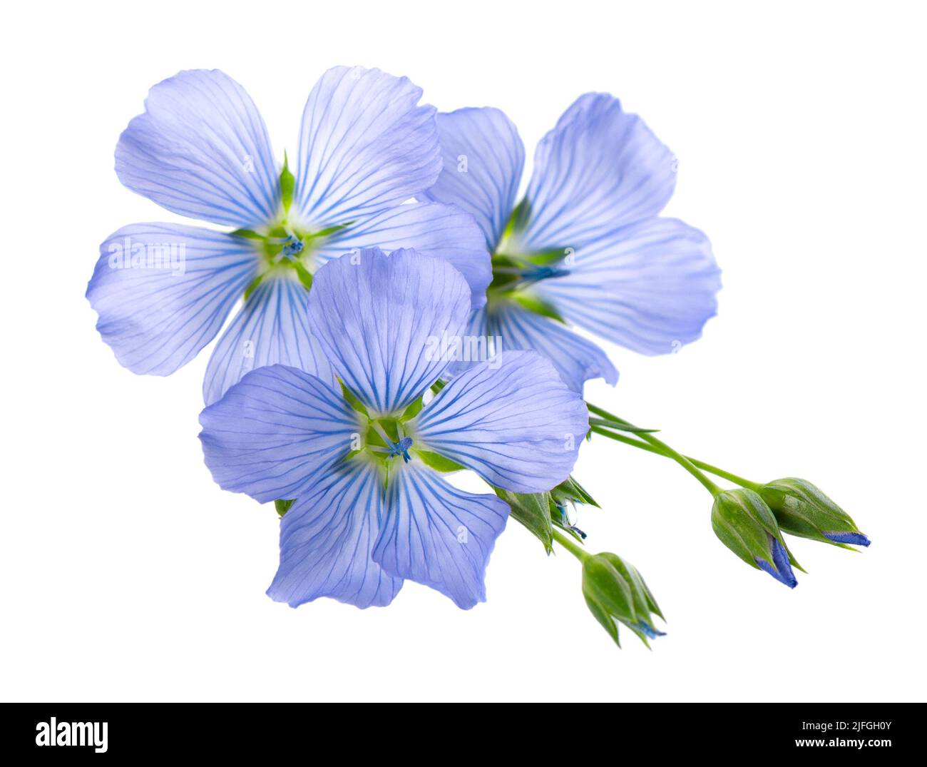 Flax flowers isolated on white background. Blue common flax, linseed or ...