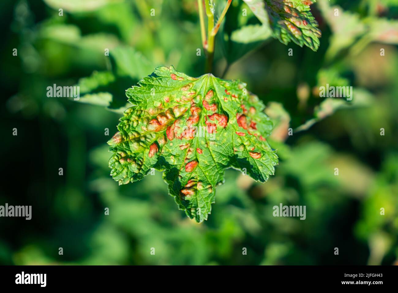 Common Plant Diseases. Peach leaf curl on currant leaves. Puckered or ...