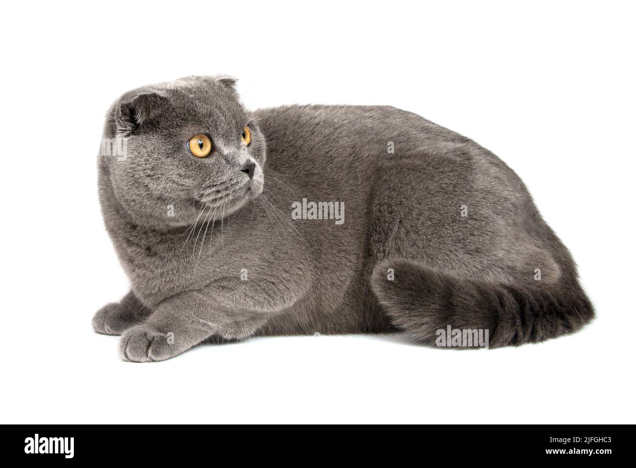 Portrait funny gray british purebred Cut Out Stock Images & Pictures ...