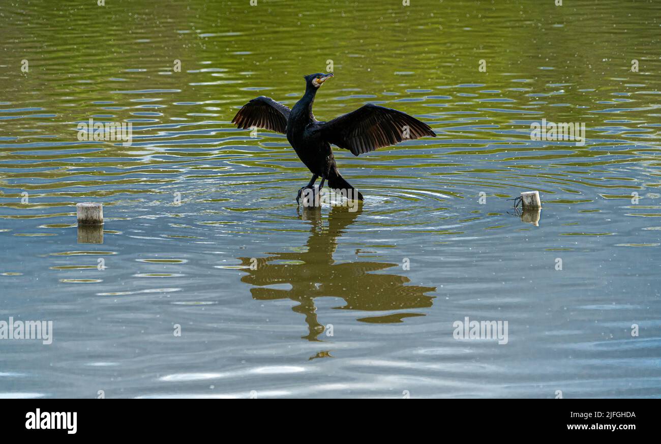 Single Portarit Black Cormorant Gannet Water Sea Bird perched in middle ...