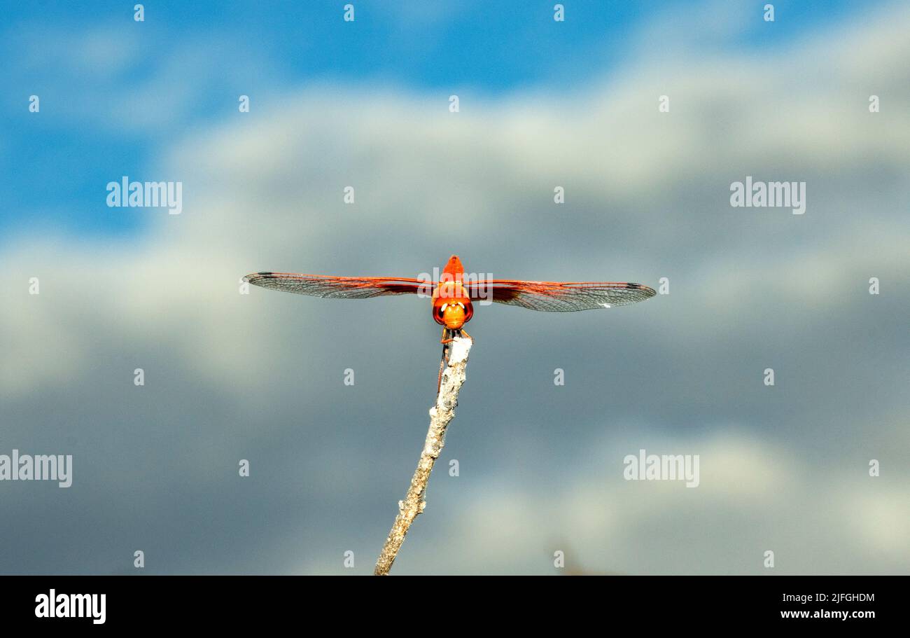 A common dragonfly throughout tropical Africa and into Southern Europe ...