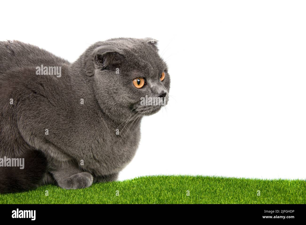 Cute funny british cat beautiful with bow tie isolated on the white ...