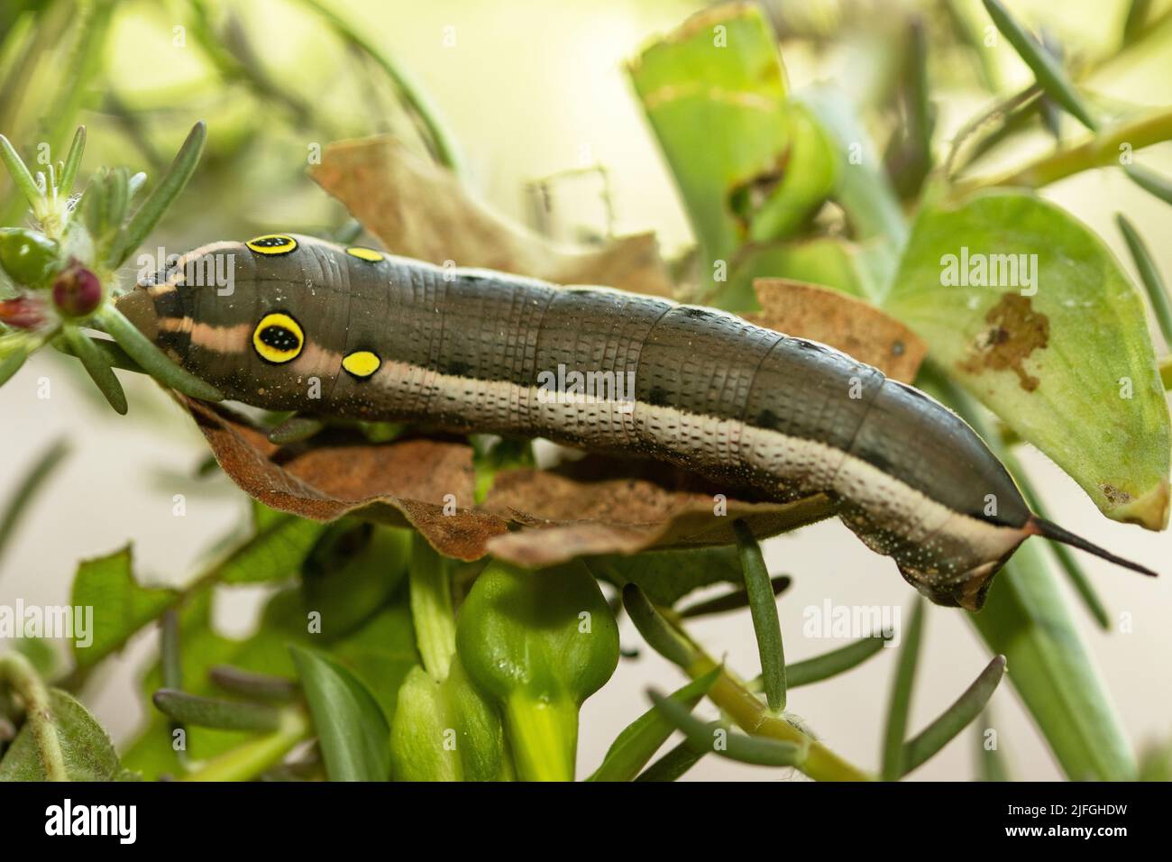 The Hawk Moth family have large and distinctive caterpillars. This one ...