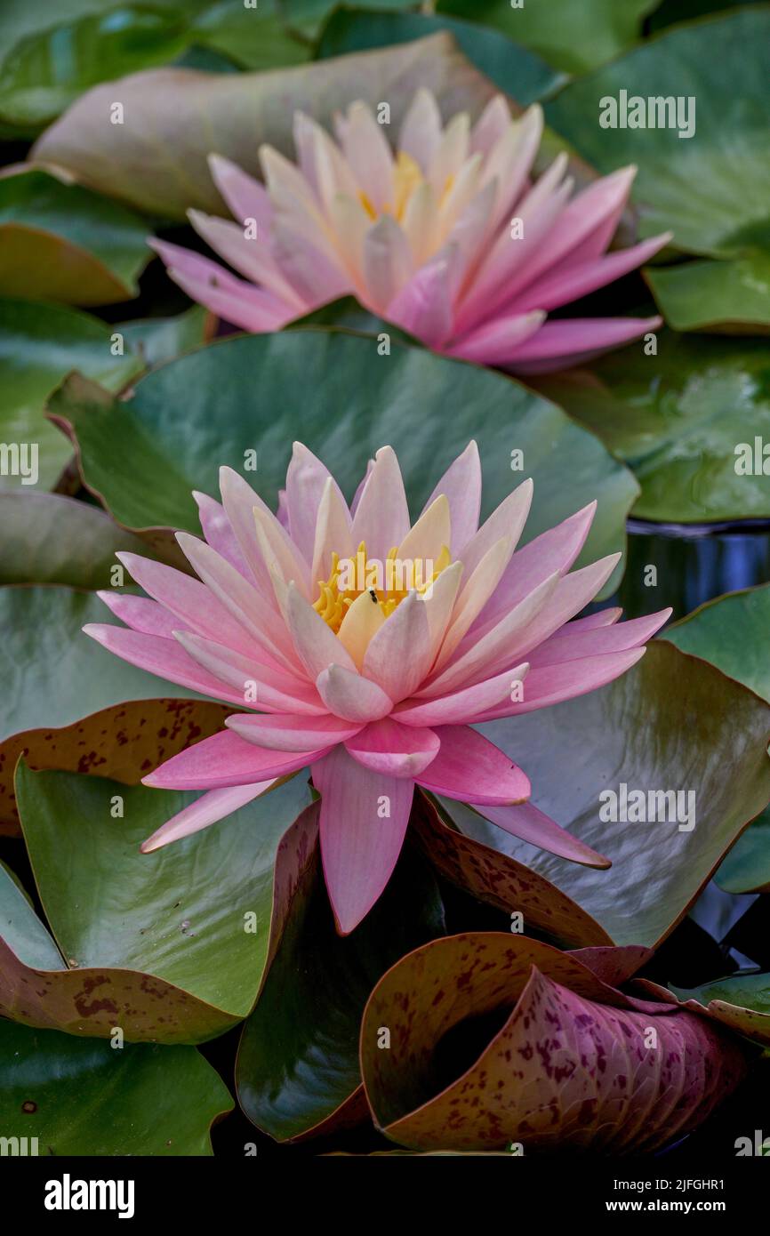 Lush pink water lily in full bloom Nymphea Stock Photo - Alamy