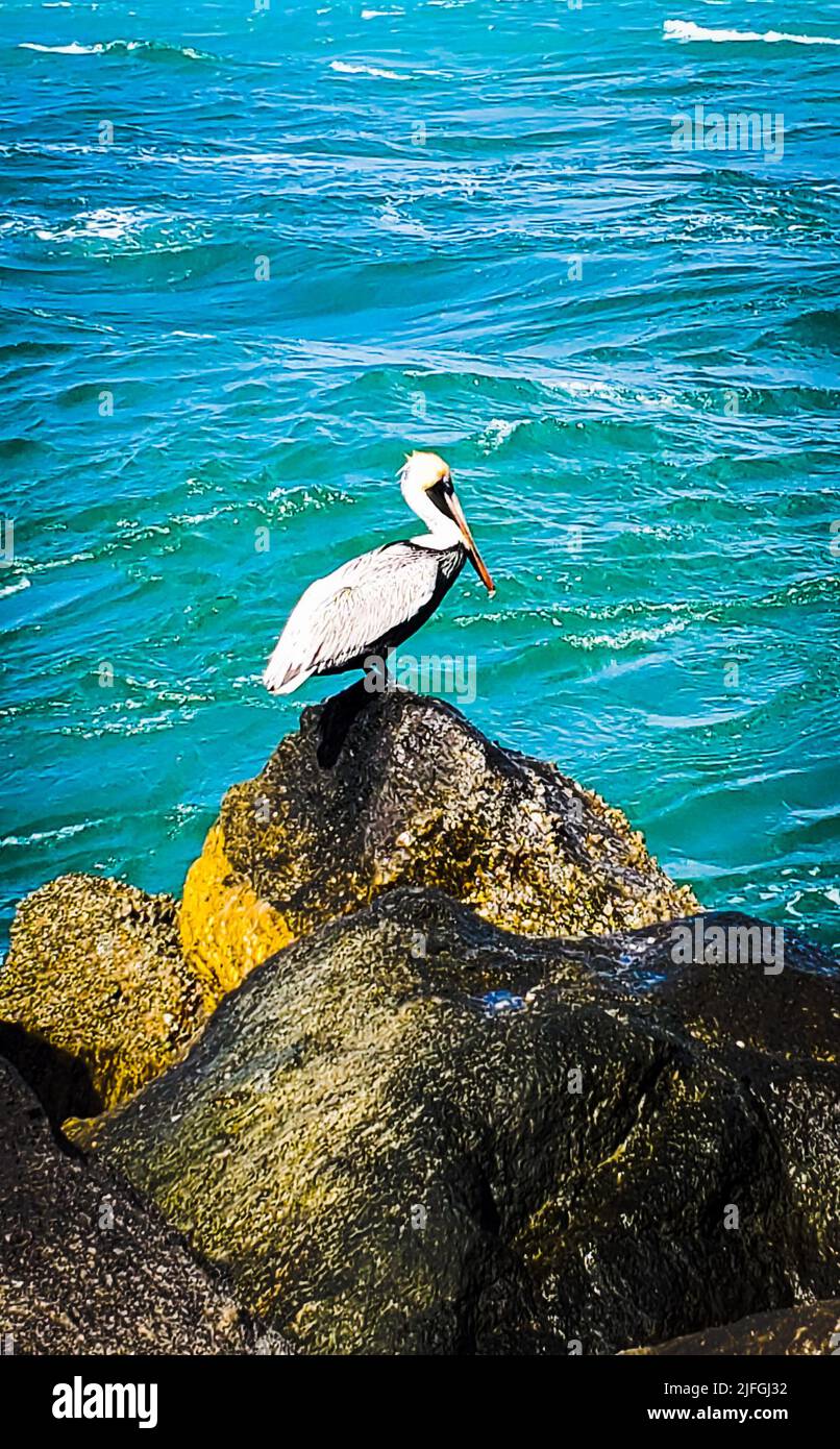A vertical shot of a pelican with a large beak sitting on a rock by the ...