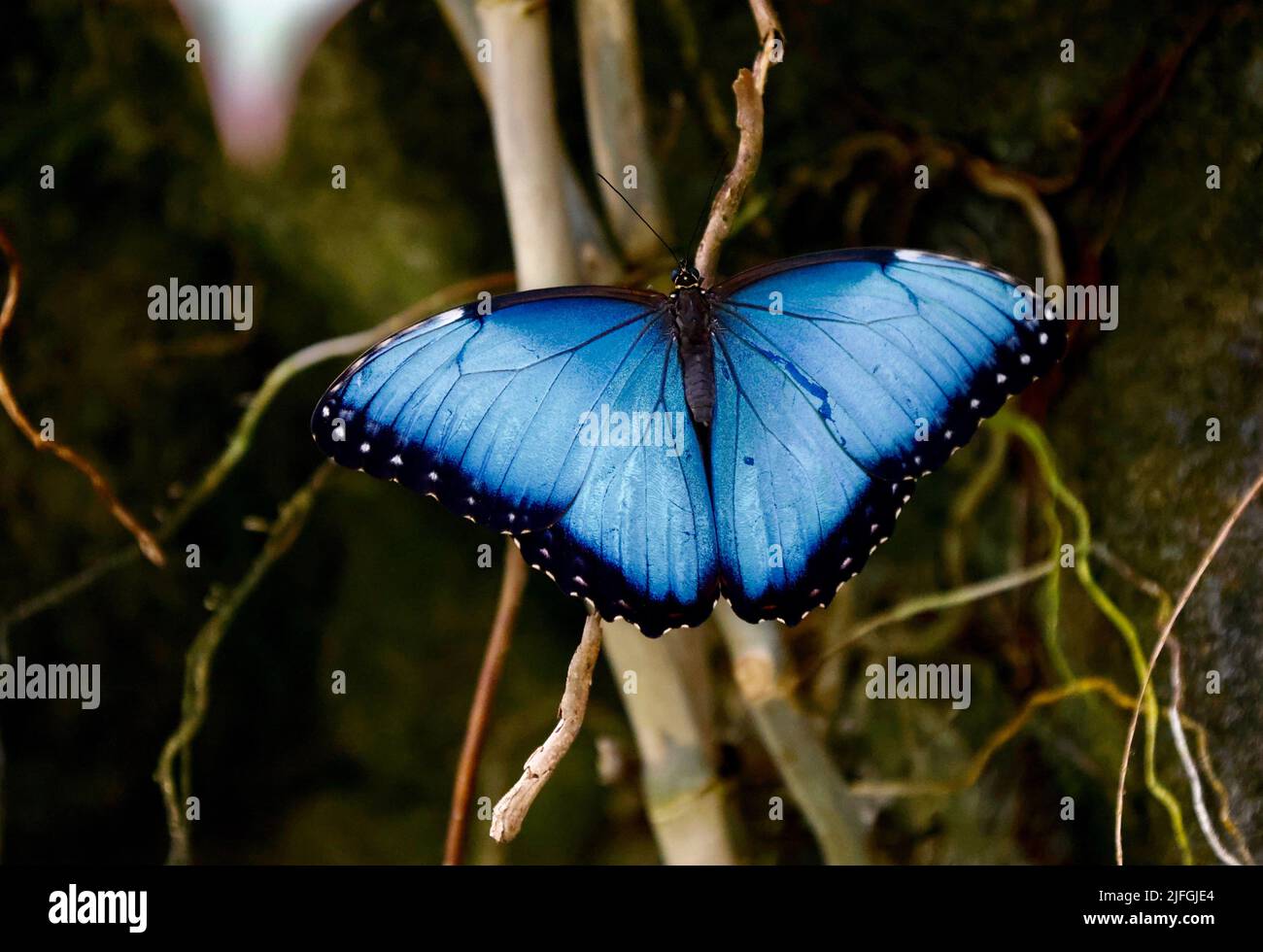 A closeup shot of a Menelaus blue morpho on a tree in a forest Stock ...