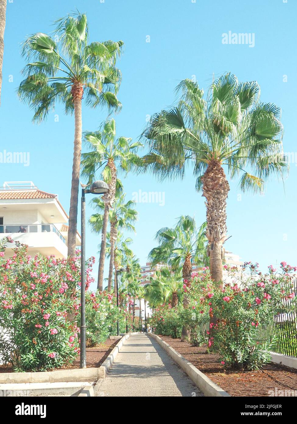 Flowers on pavement hi-res stock photography and images - Alamy