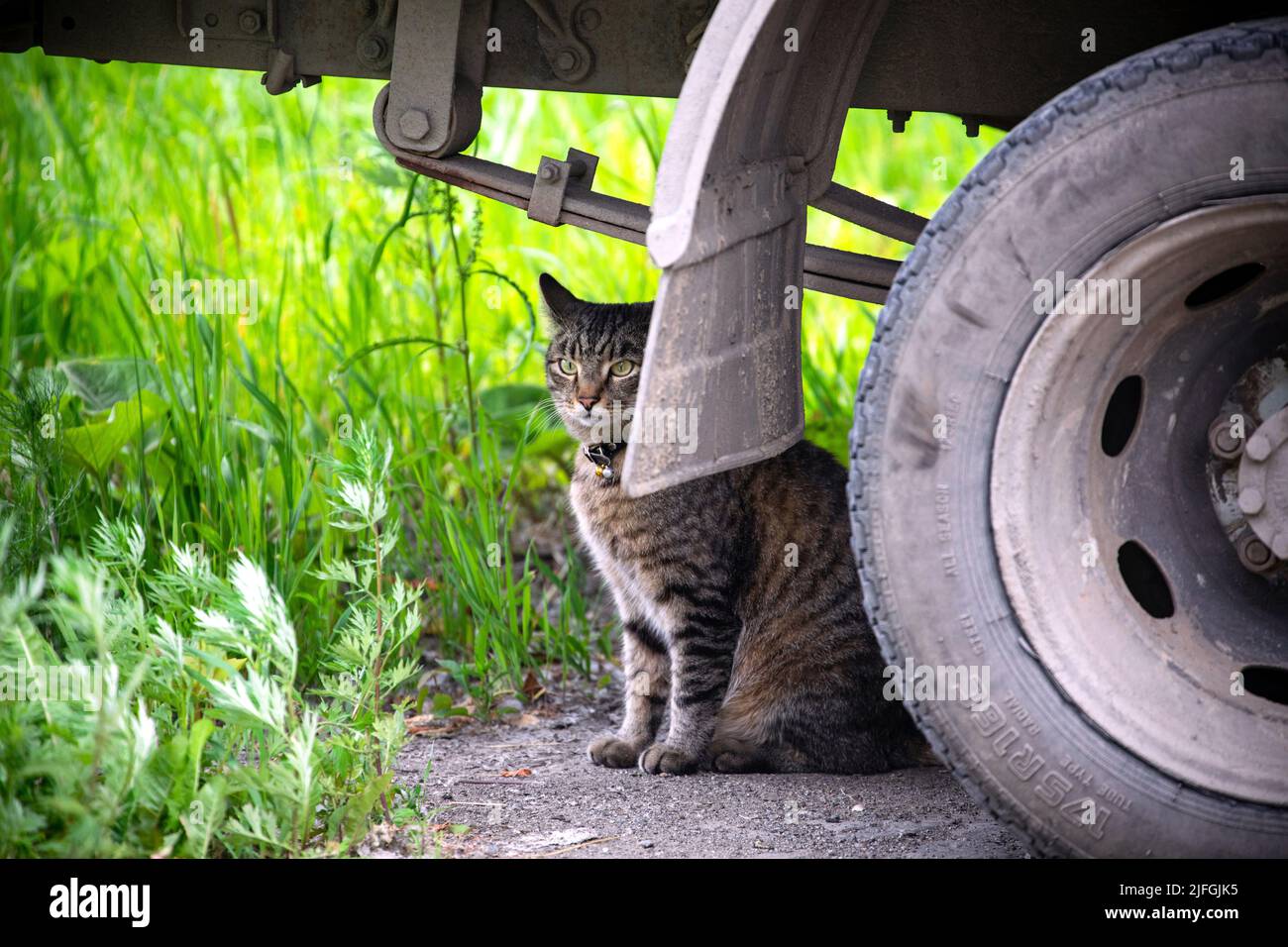 Feline under vehicle hi-res stock photography and images - Alamy