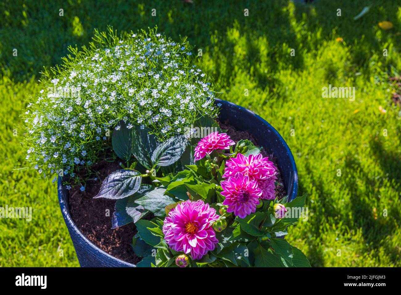 Red dahlia sweden hi-res stock photography and images - Alamy