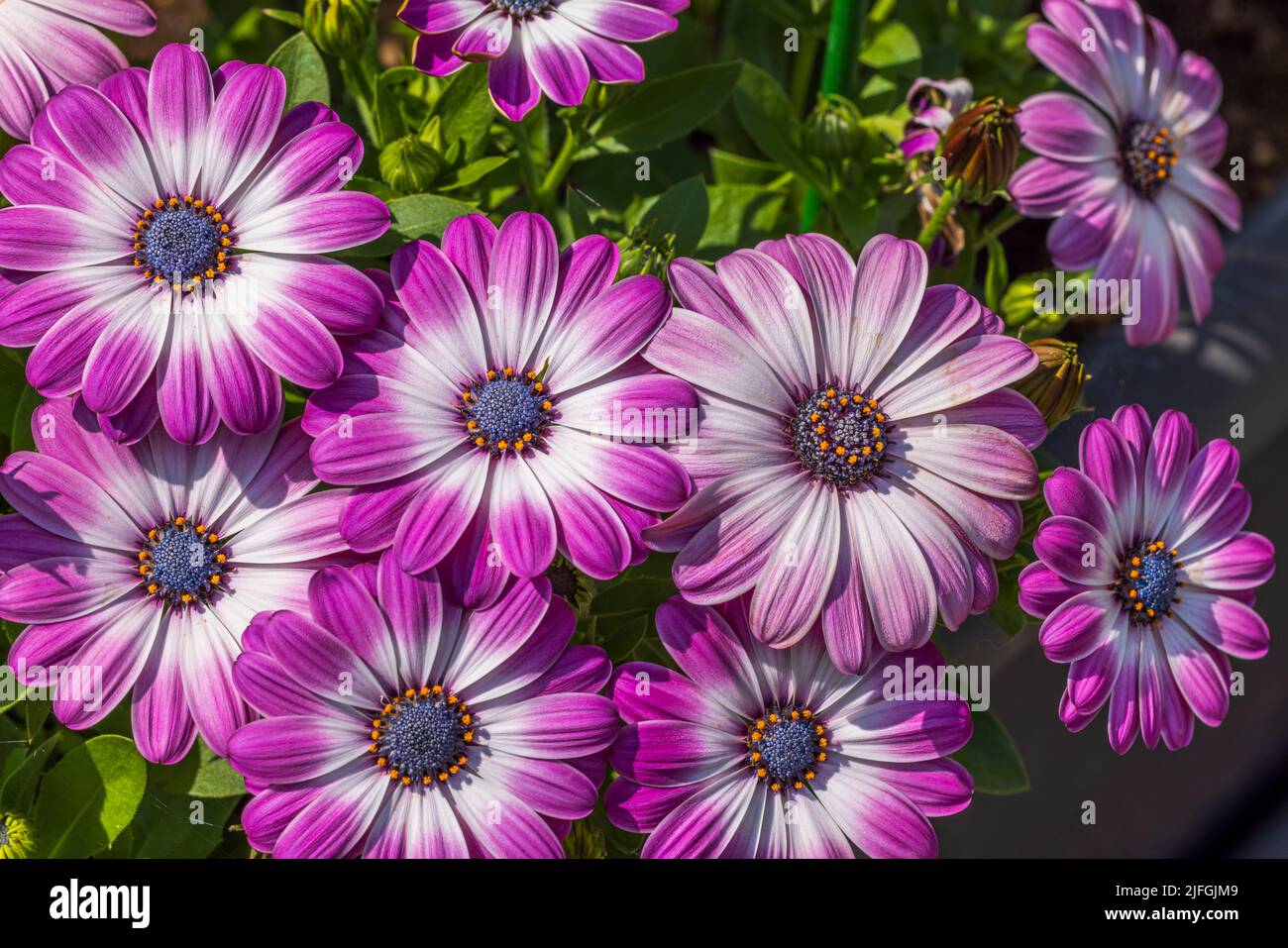 Gorgeous close up view of pink daisy flowers. Beautiful nature ...