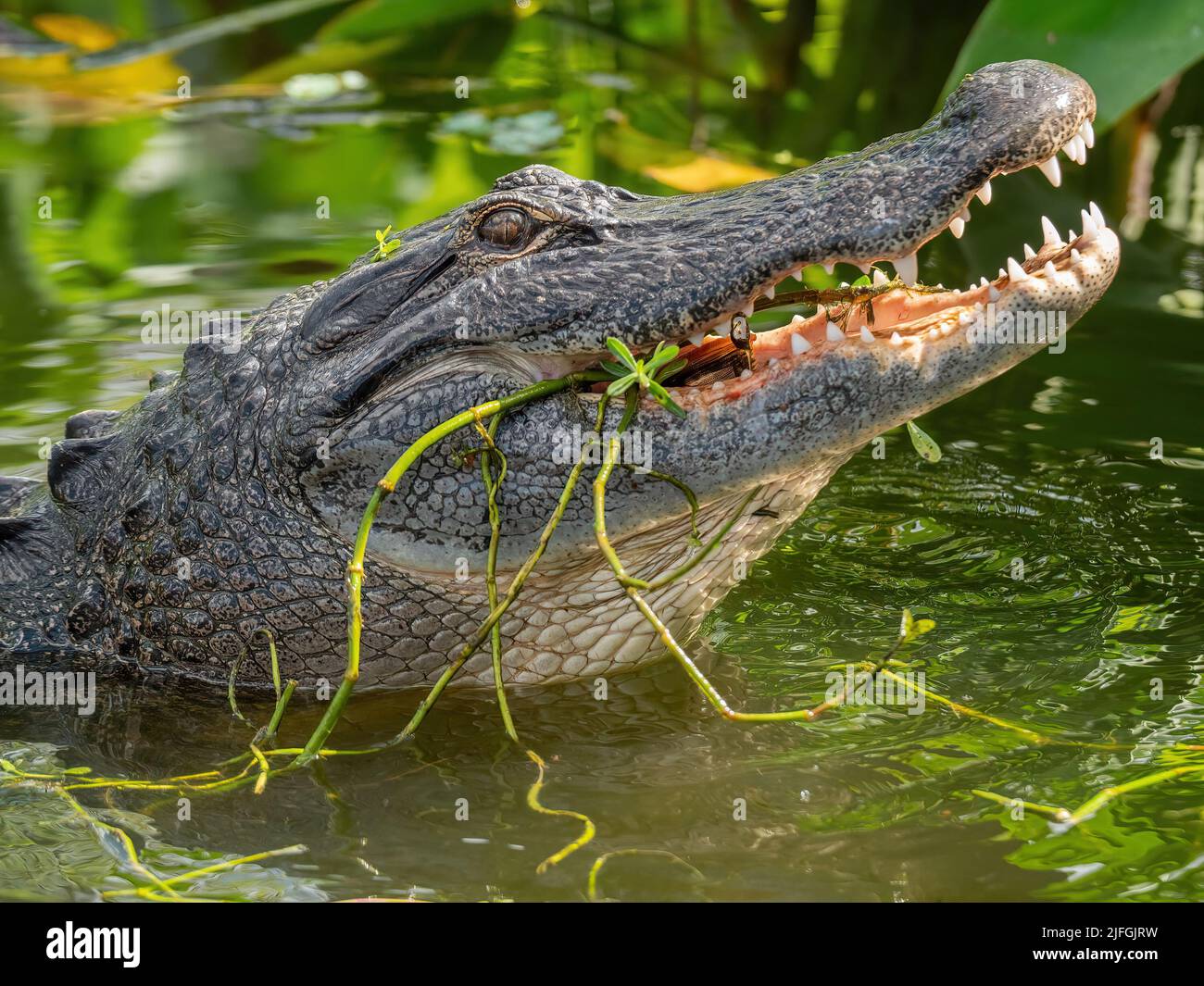 American alligator hi-res stock photography and images - Alamy