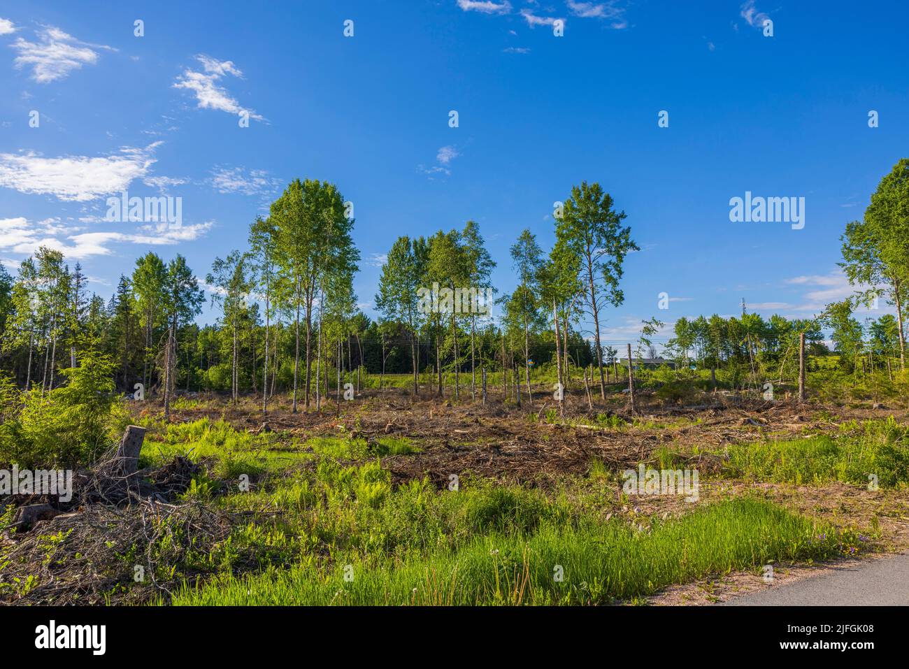 View of summer landscape with deforestation in suburbs of city. Sweden ...