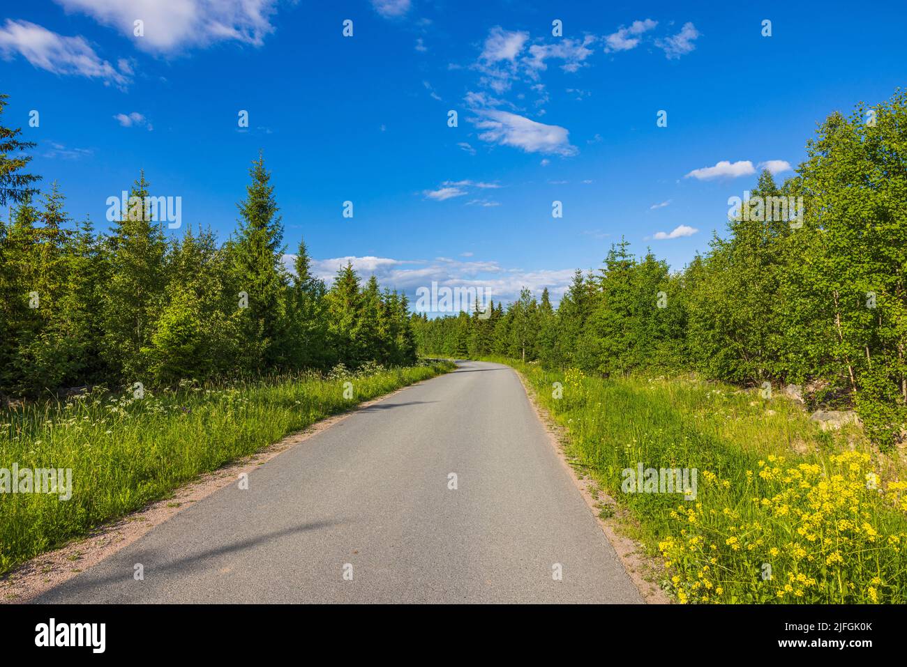Beautiful view of asphalt road and green trees in forest merging with ...
