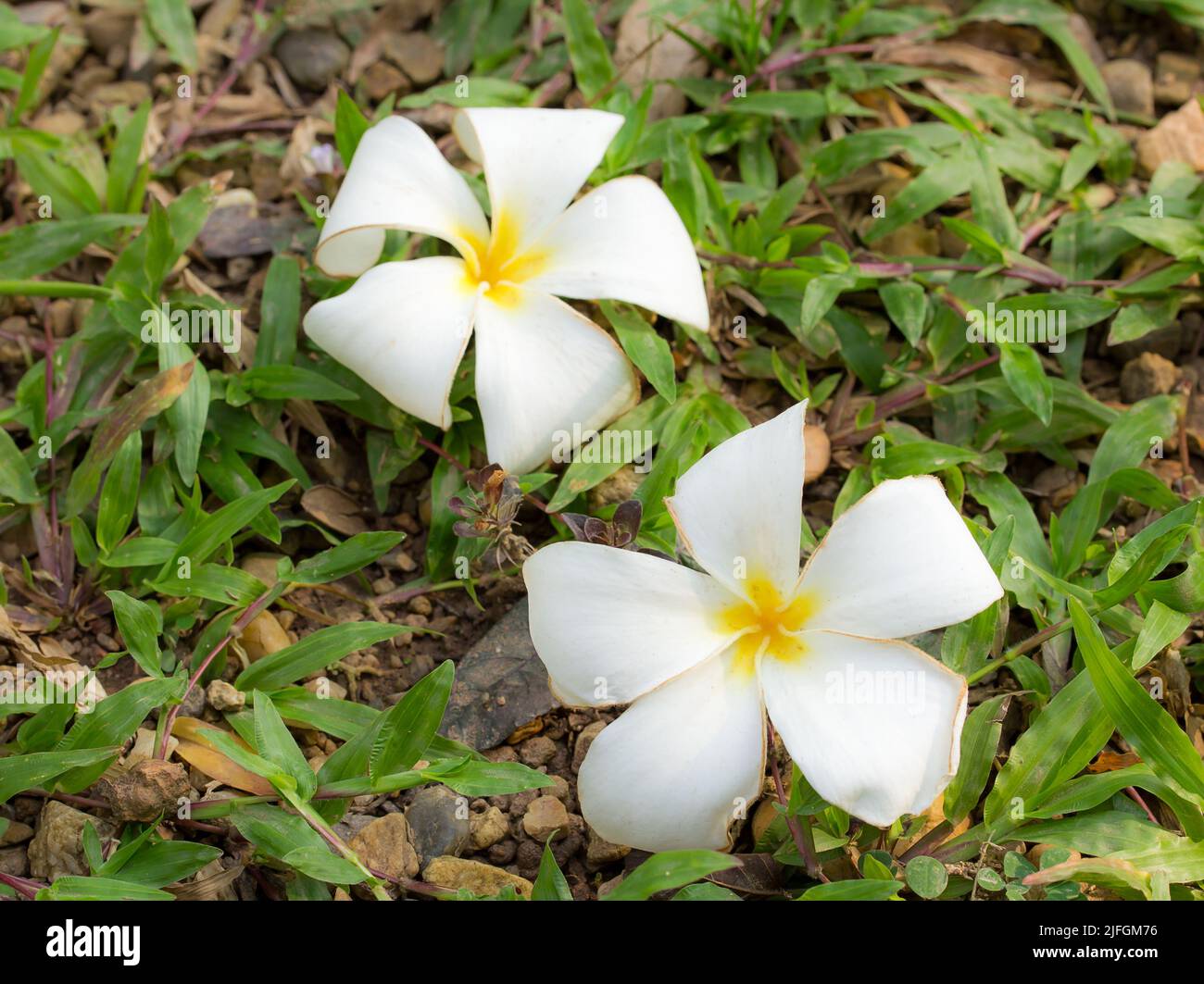 White plumeria flower falling from the tree on the green grass Stock ...