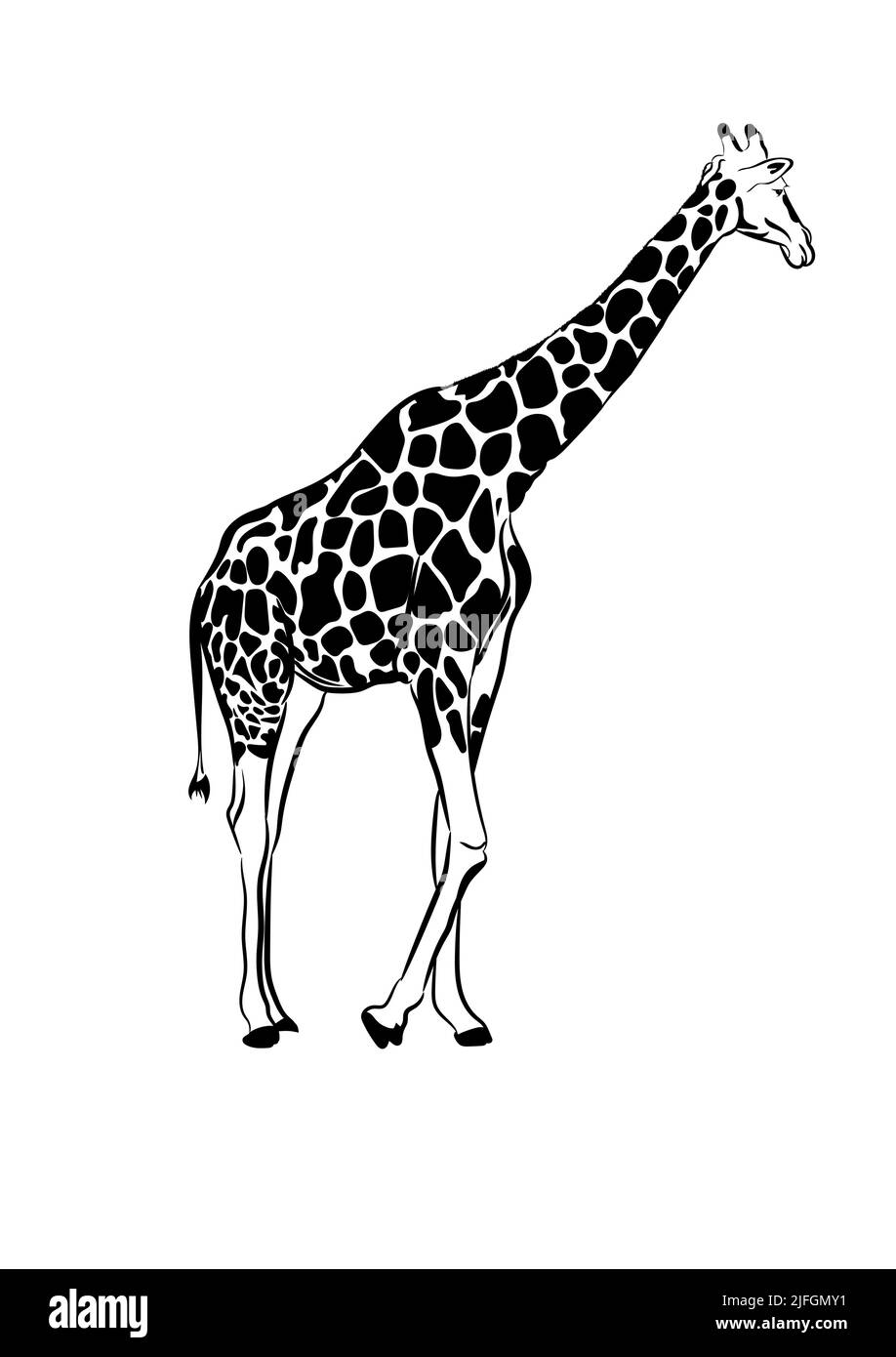 Giraffe drawing hi-res stock photography and images - Alamy