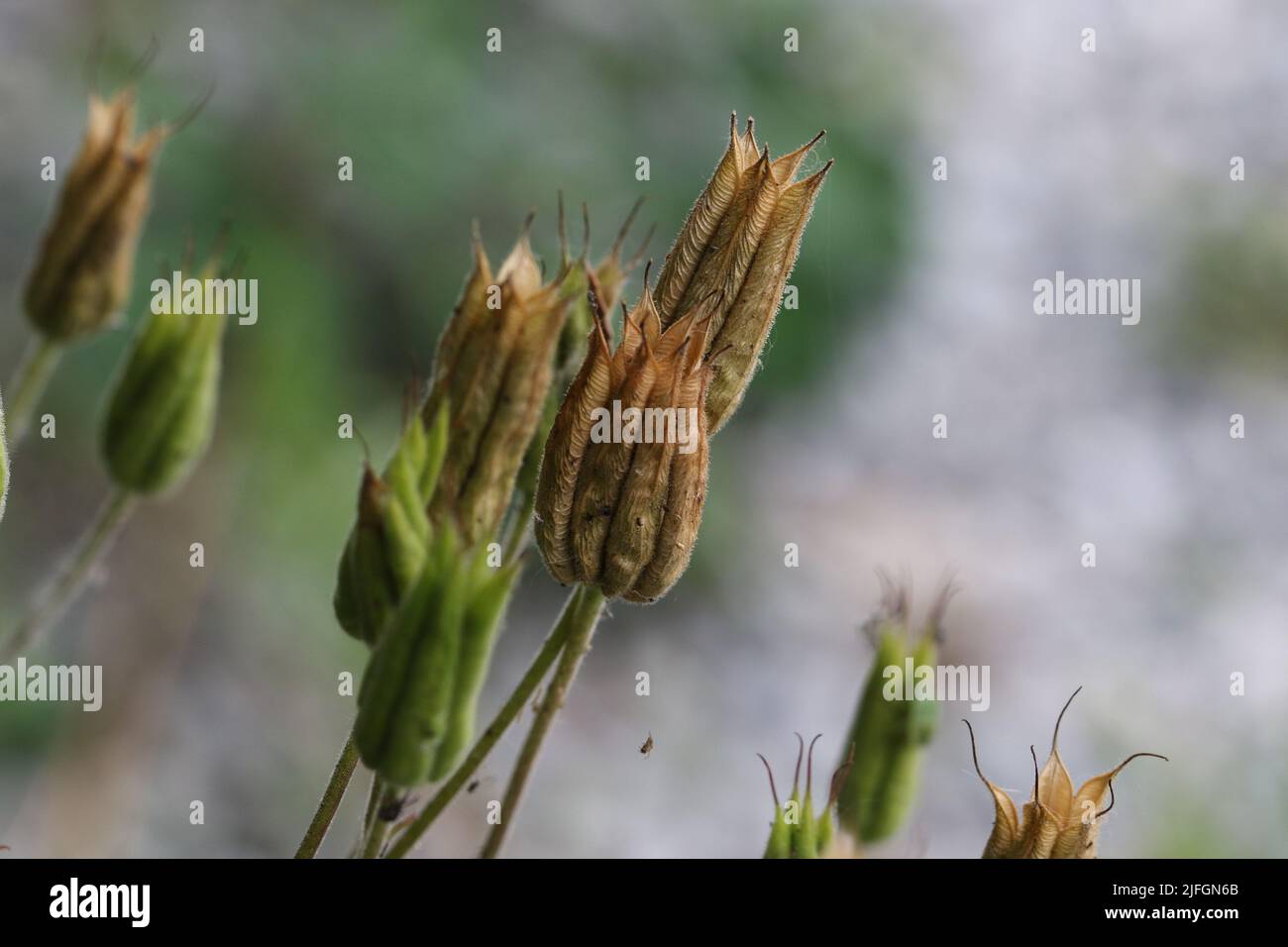 Aquilegia flower seed hi-res stock photography and images - Alamy