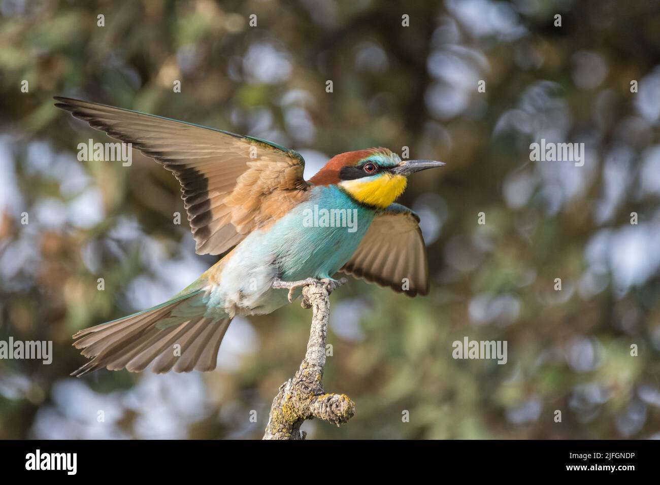 European bee-eater, Merops apiaster, outstretched wings, Montgai ...