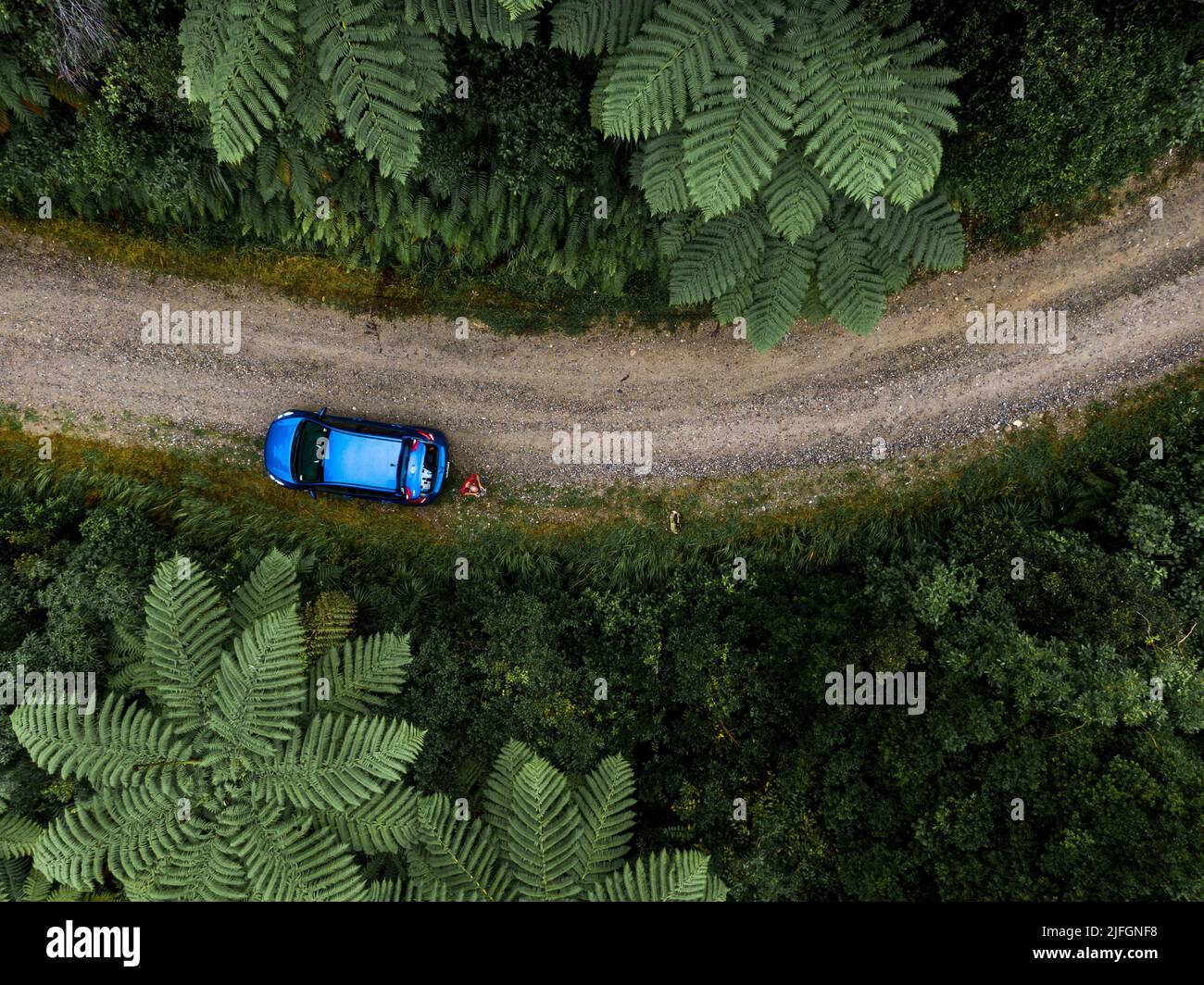 An aerial Shot of a blue car on a forest curvy road with palm trees ...