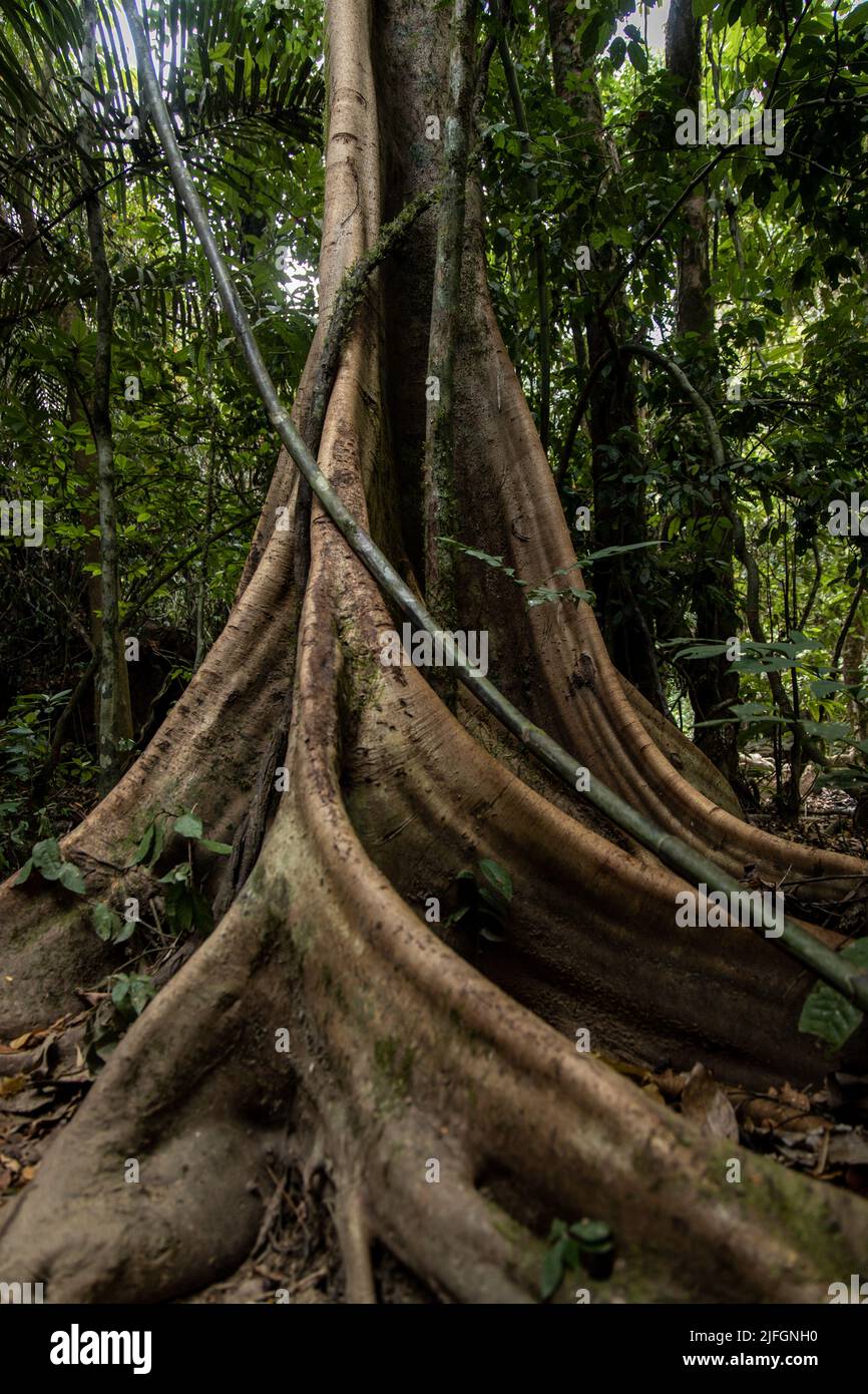 A vertical shot of Ficus aurea ( Florida strangler fig) in a green ...