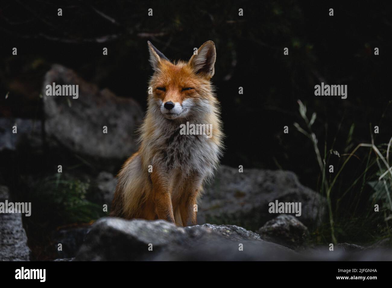 Middle russian fox hi-res stock photography and images - Alamy