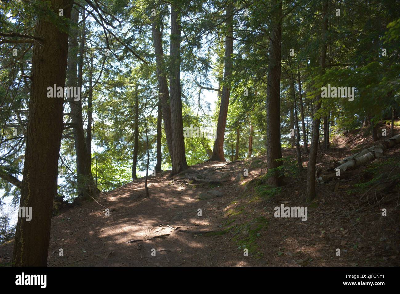Pine tree roots growing around a large granite rock Stock Photo - Alamy
