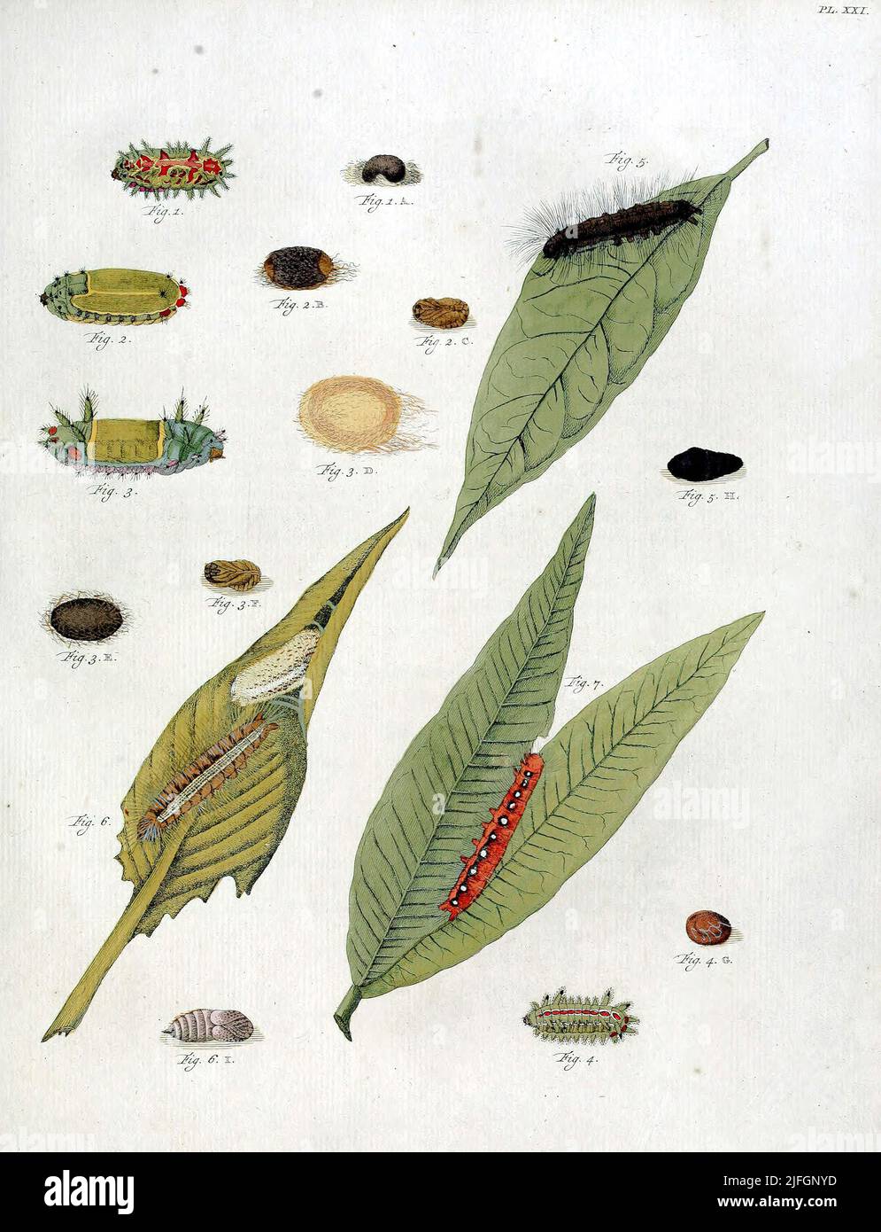 A vertical 19th-century vintage illustration of the life cycle of a ...