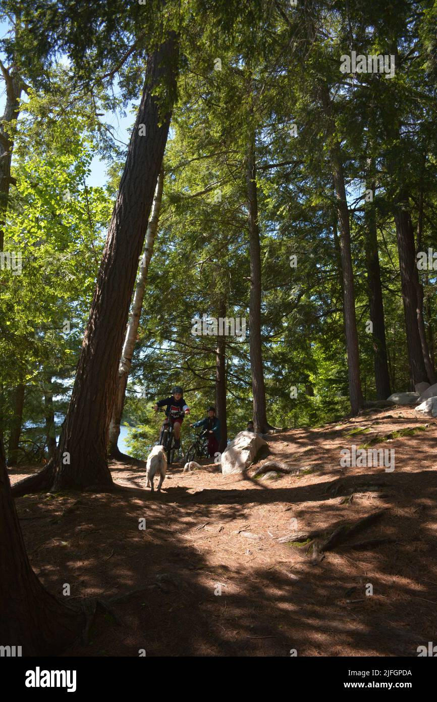 Tree growing around large rock hi-res stock photography and images - Alamy