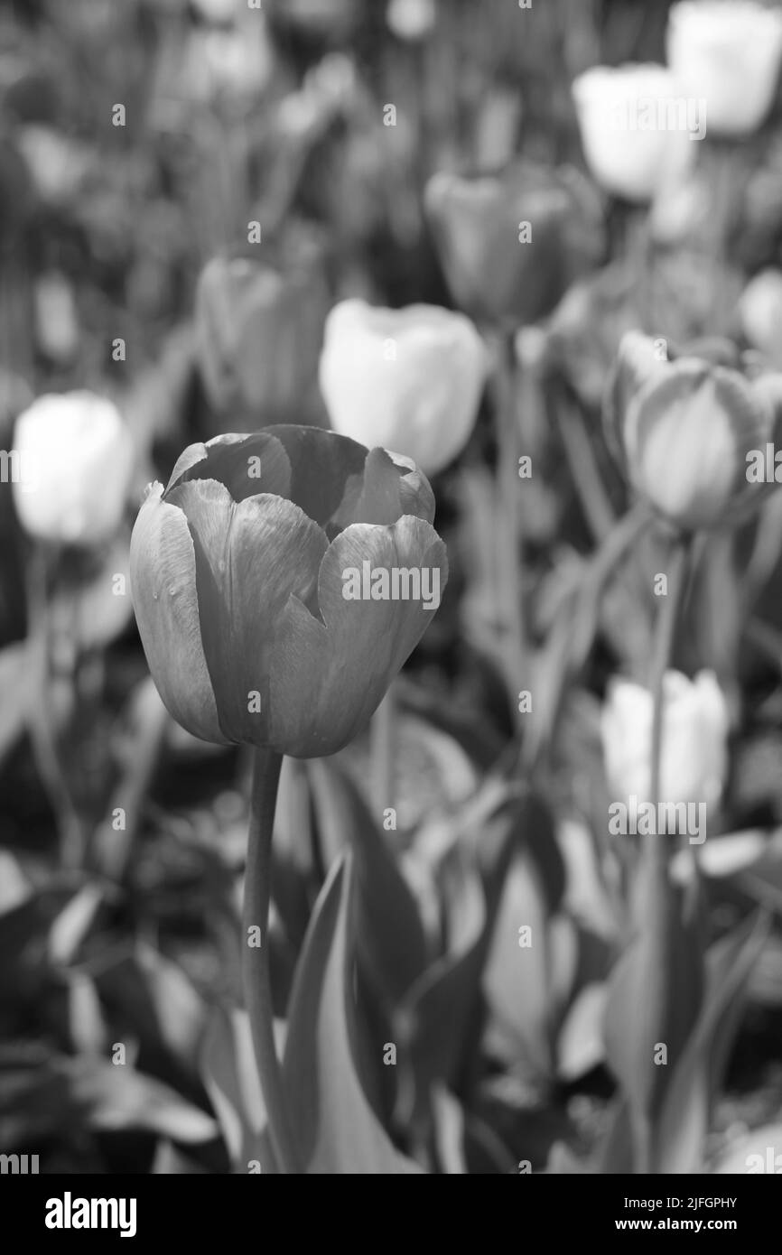 Beautiful spring flowers growing in the bright summer sun in black and ...