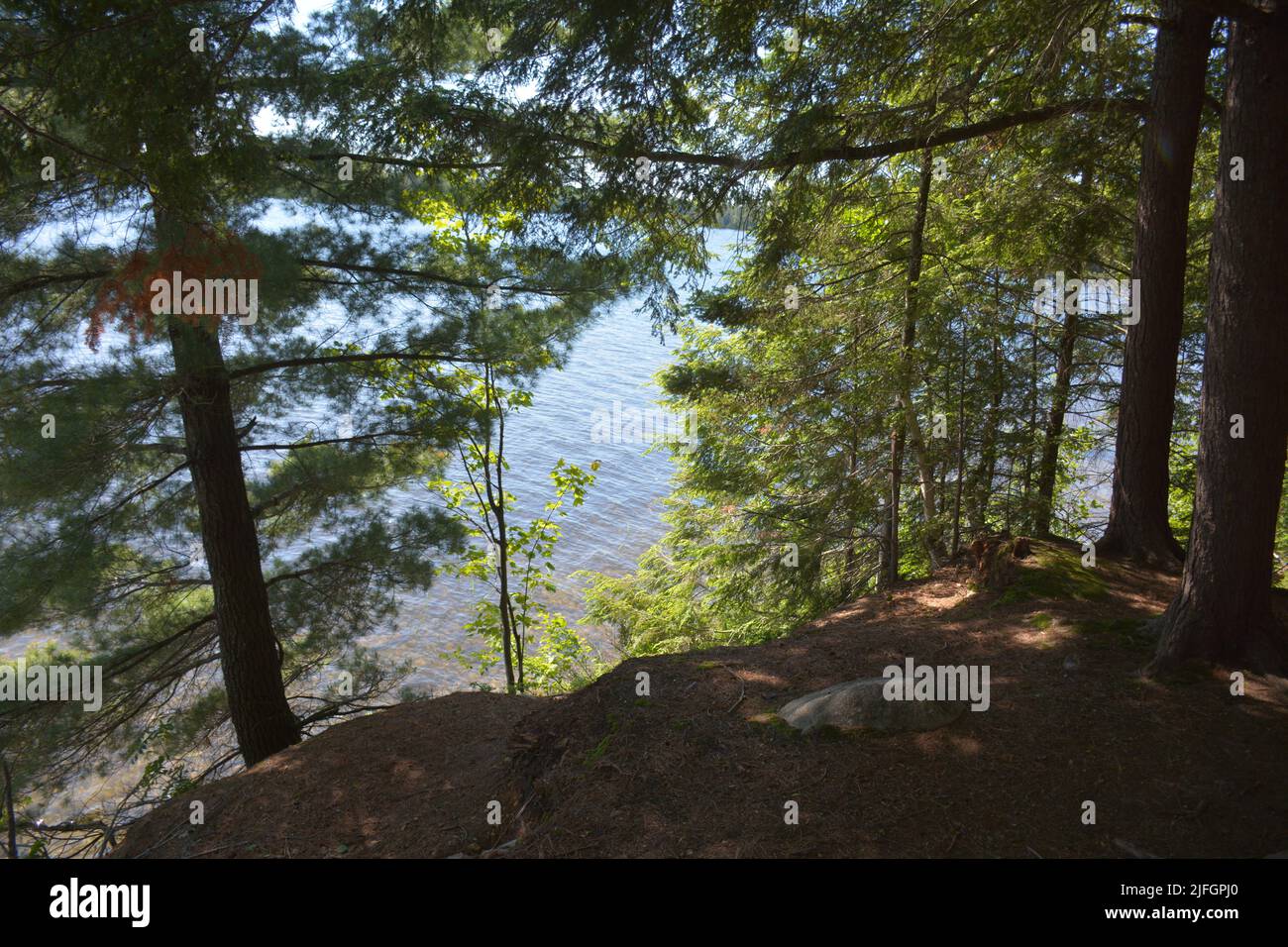 Pine tree roots growing around a large granite rock Stock Photo - Alamy