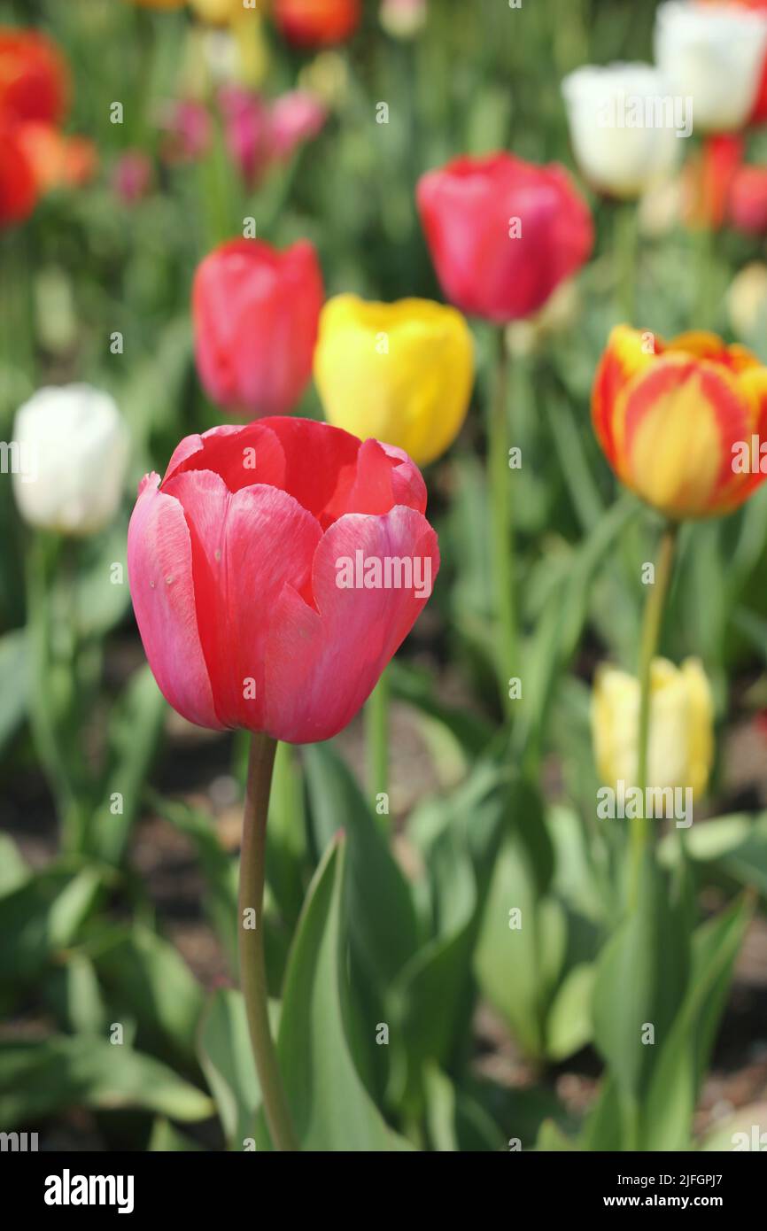 Beautiful spring flowers growing in the bright summer sun Stock Photo ...
