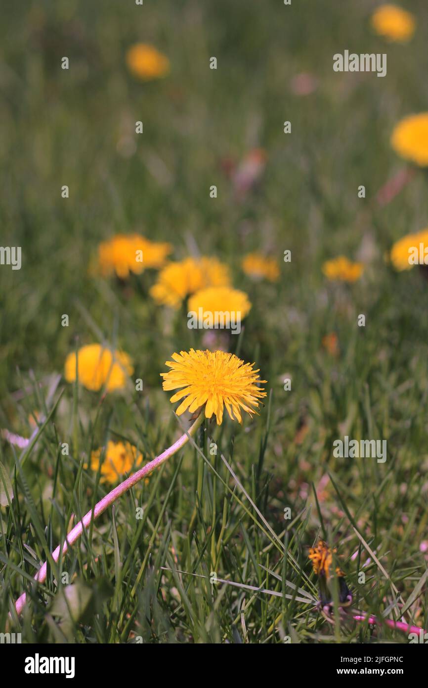 Beautiful spring flowers growing in the bright summer sun Stock Photo ...