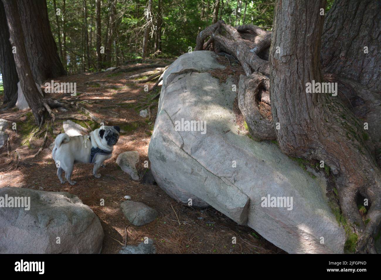 Dog and canadian shield hi-res stock photography and images - Alamy