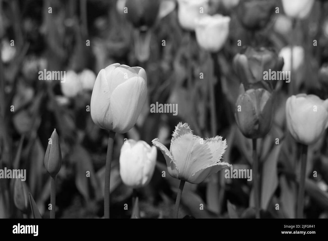 Beautiful spring flowers growing in the bright summer sun in black and ...