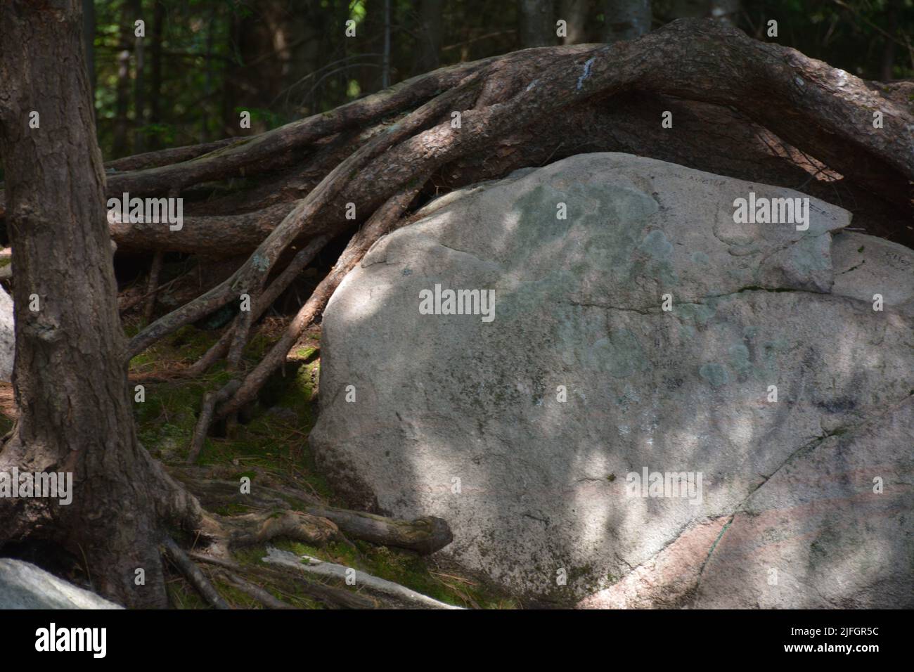 Pine tree roots growing around a large granite rock Stock Photo - Alamy