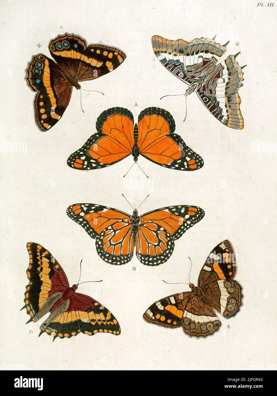The vintage hand-drawn illustrations of butterflies from an old book ...