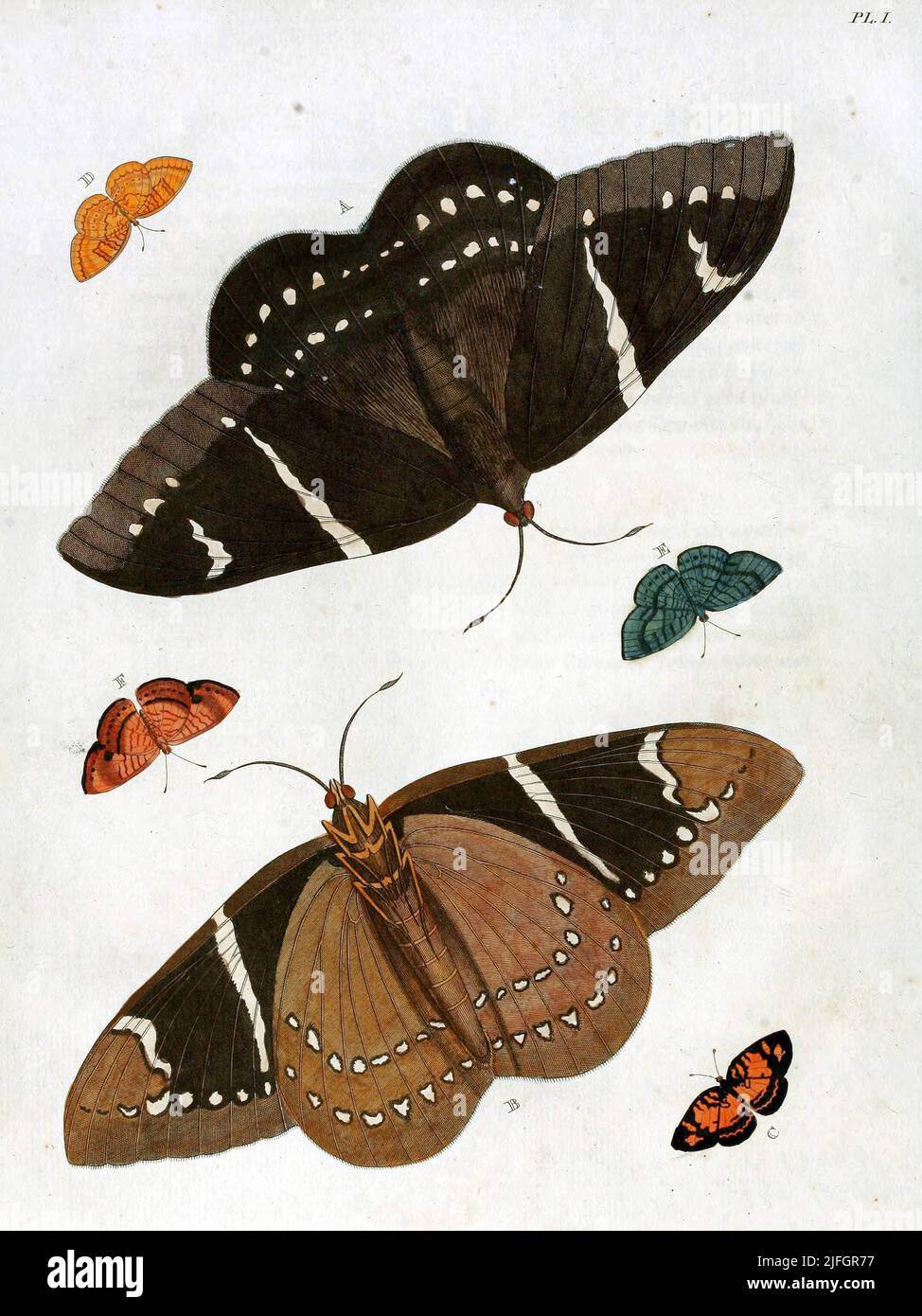 The vintage hand-drawn illustrations of butterflies from an old book ...