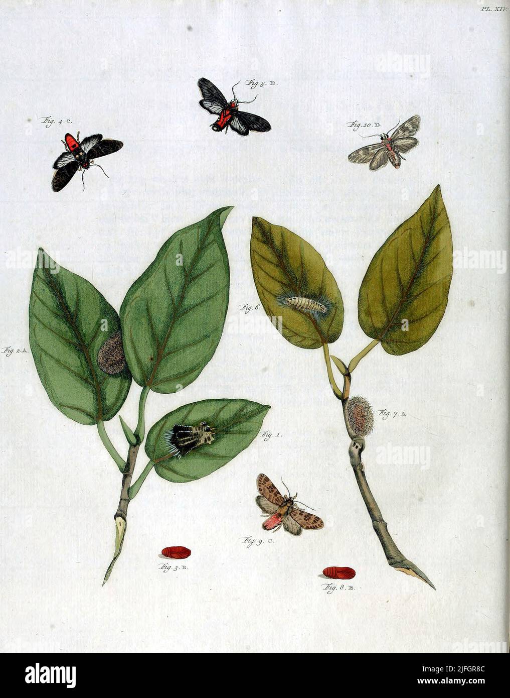 The vintage hand-drawn illustrations of butterflies from an old book ...