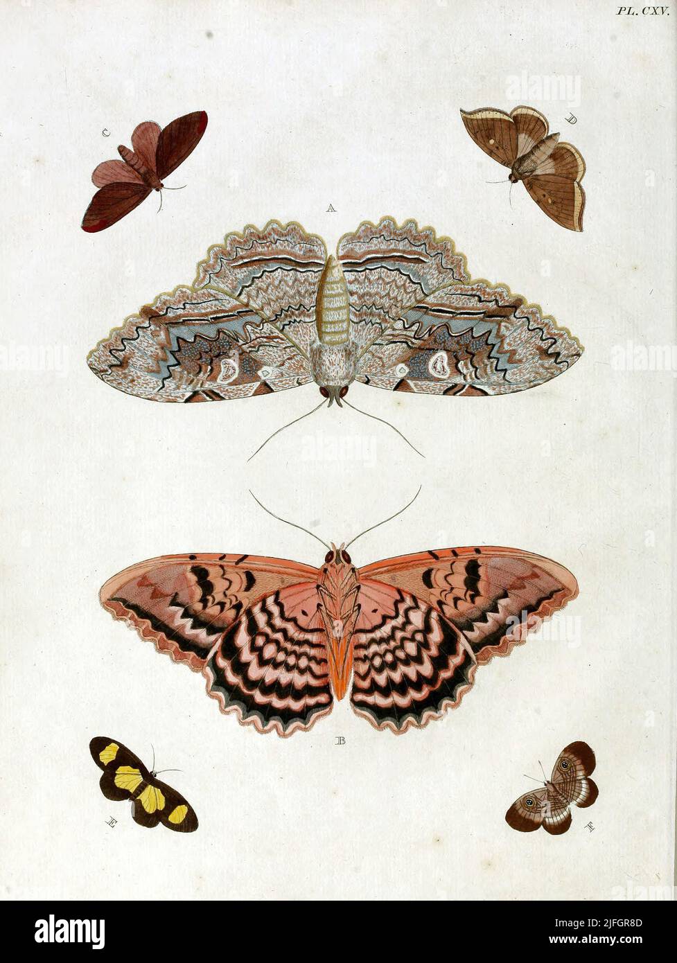 The vintage hand-drawn illustrations of butterflies from an old book ...