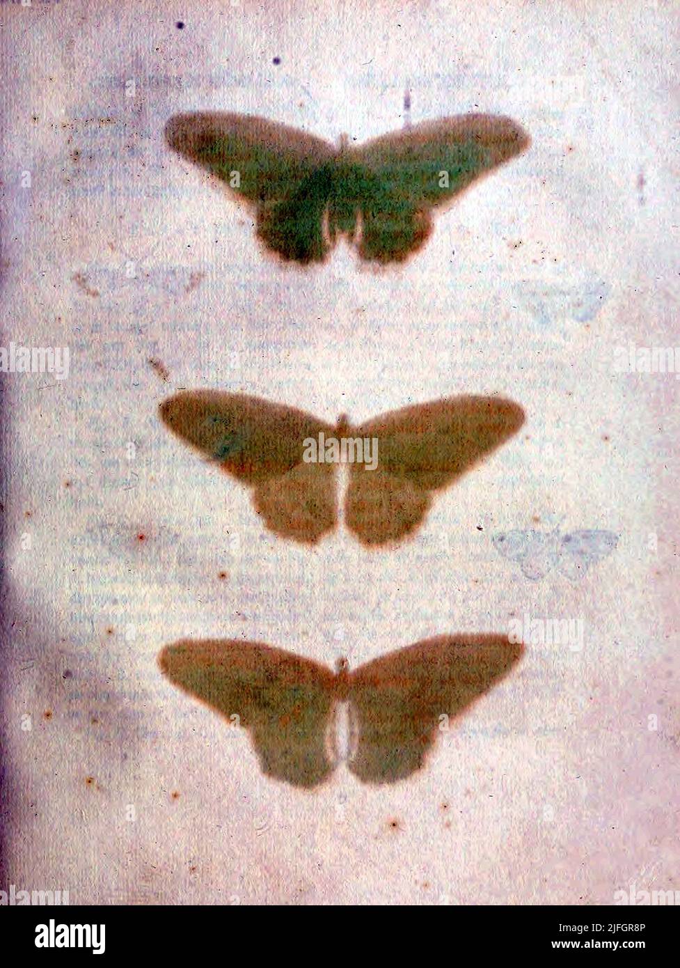 The vintage hand-drawn illustrations of butterflies from an old book ...