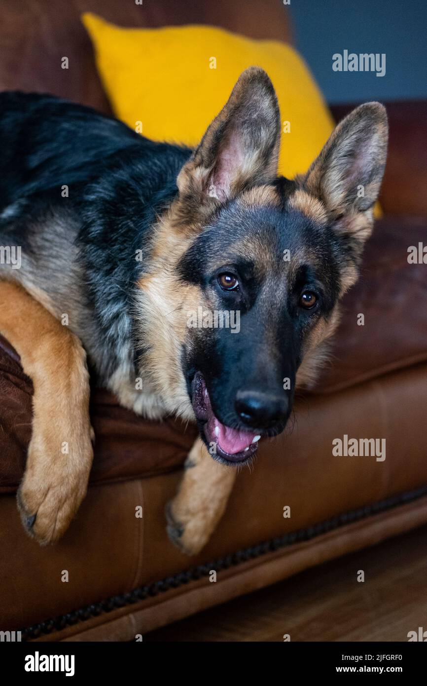 A closeup of a German shepherd resting on a couch Stock Photo - Alamy