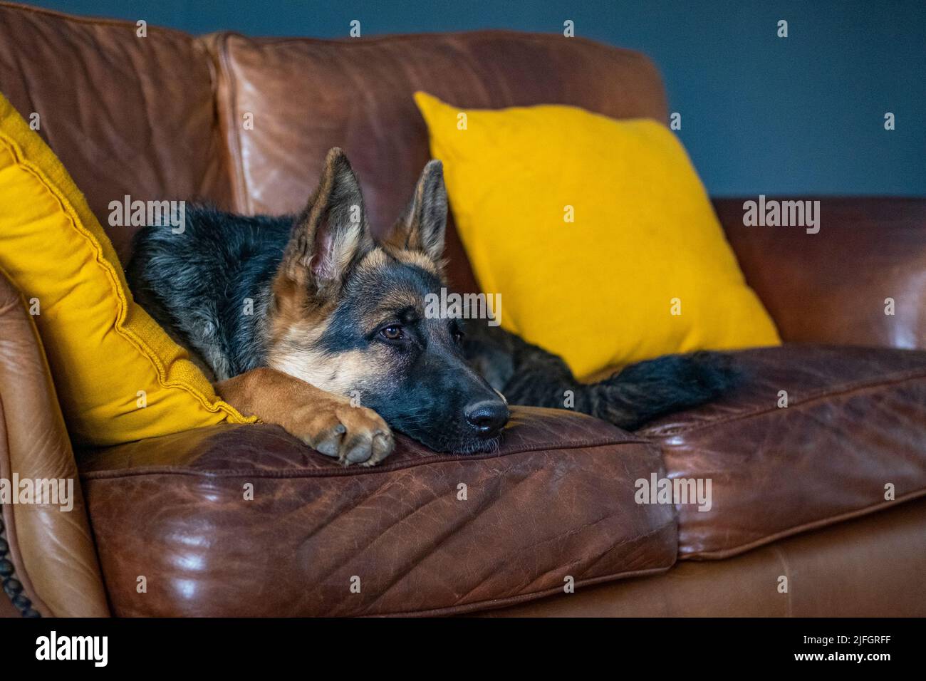Resting shepherd hi-res stock photography and images - Alamy