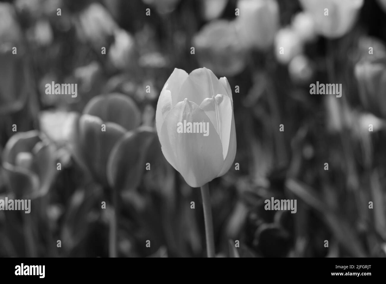 Beautiful spring flowers growing in the bright summer sun in black and ...