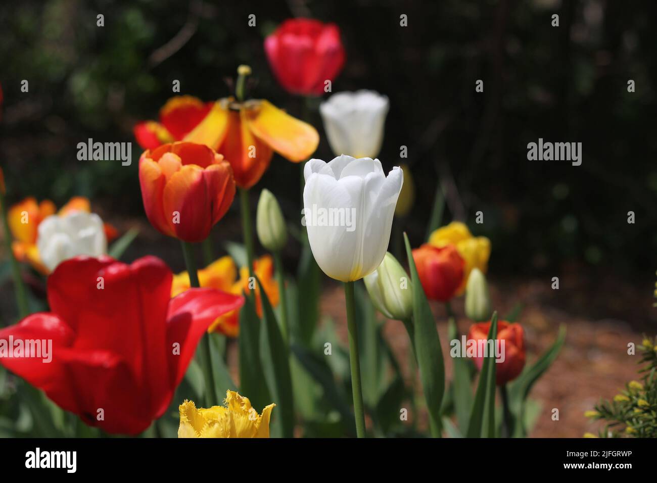 Beautiful spring flowers growing in the bright summer sun Stock Photo ...