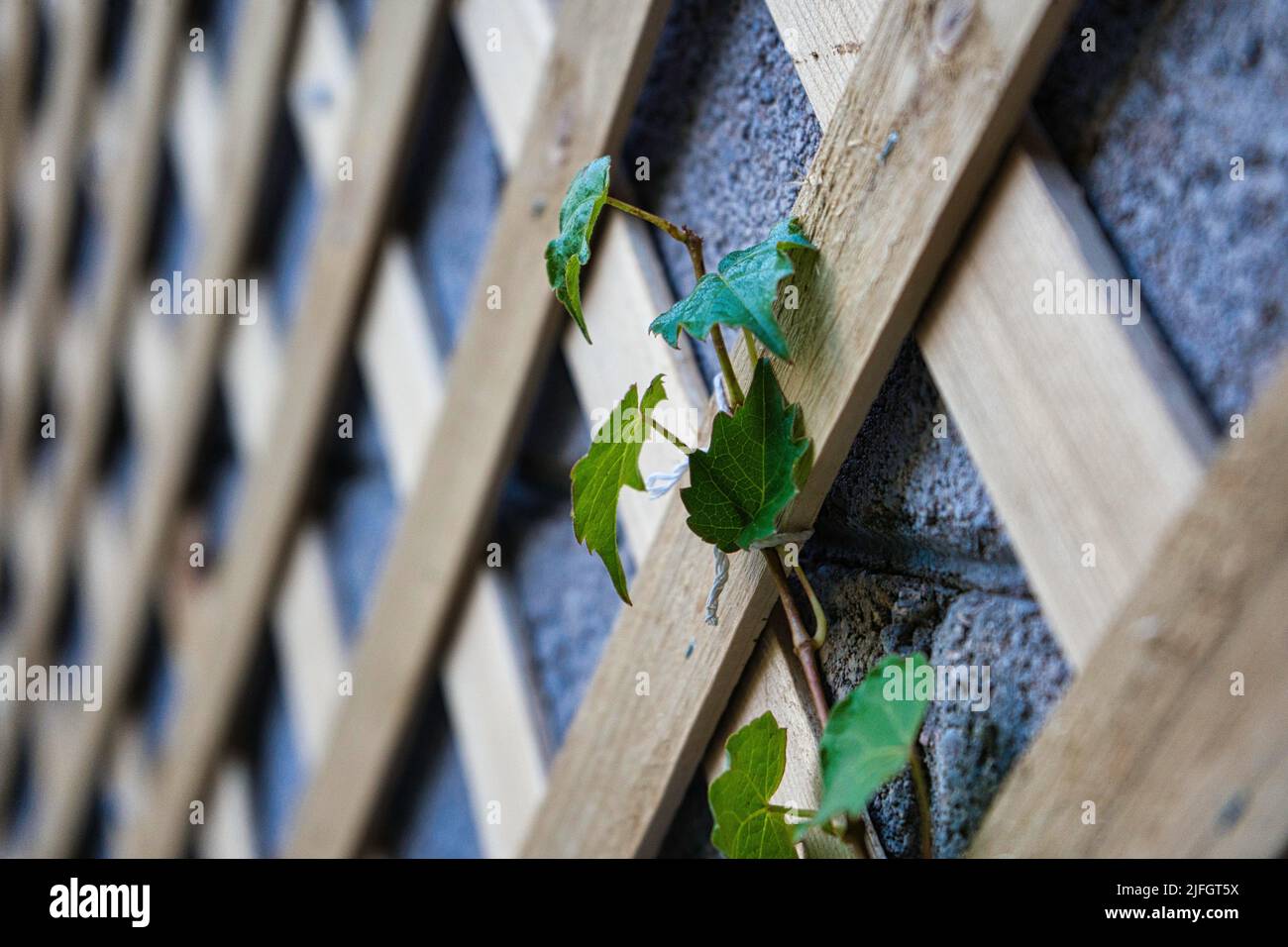 Boston ivy growing on lattice Stock Photo - Alamy