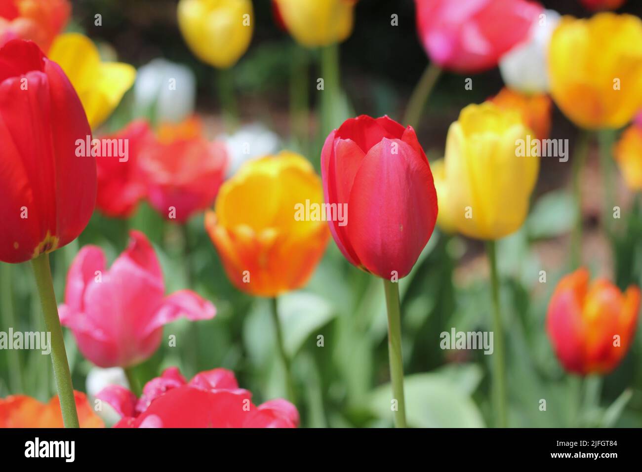 Beautiful spring flowers growing in the bright summer sun Stock Photo ...