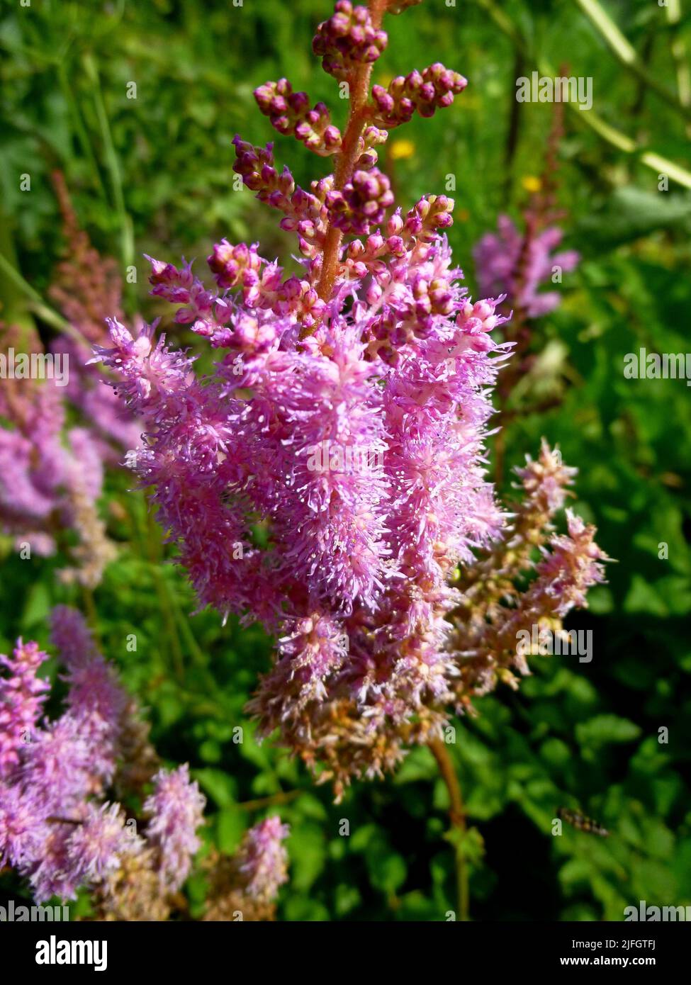 Astilbe arendsii pink flowers, goat's beard, false spirea in summer ...