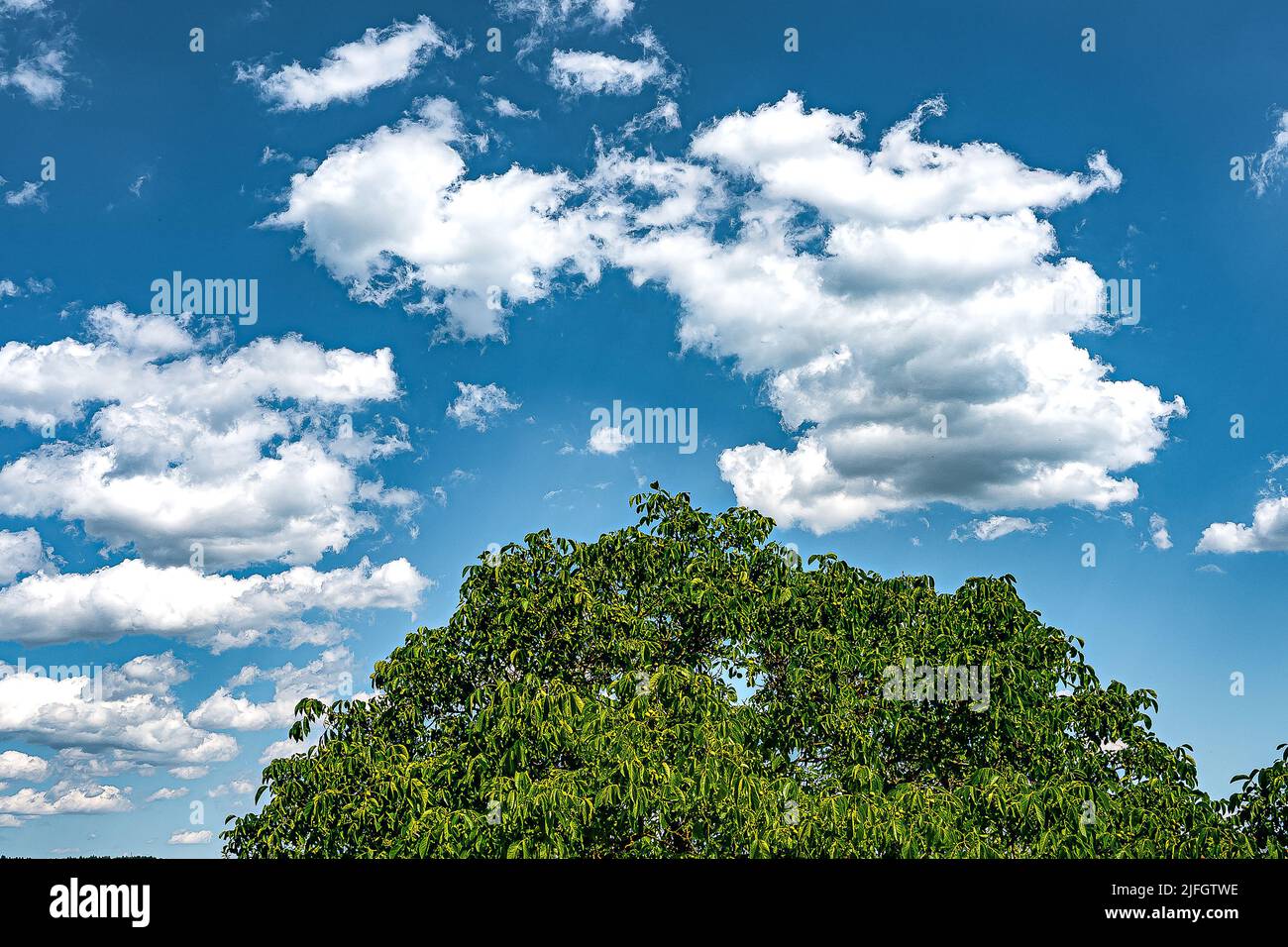 Looking out of the window over the top of a tree into a blue sky with ...