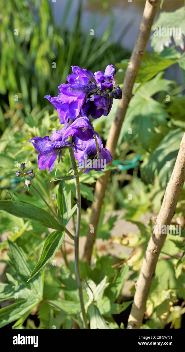 Closeup of beautiful flowers of Delphinium elatum also known as alpine ...