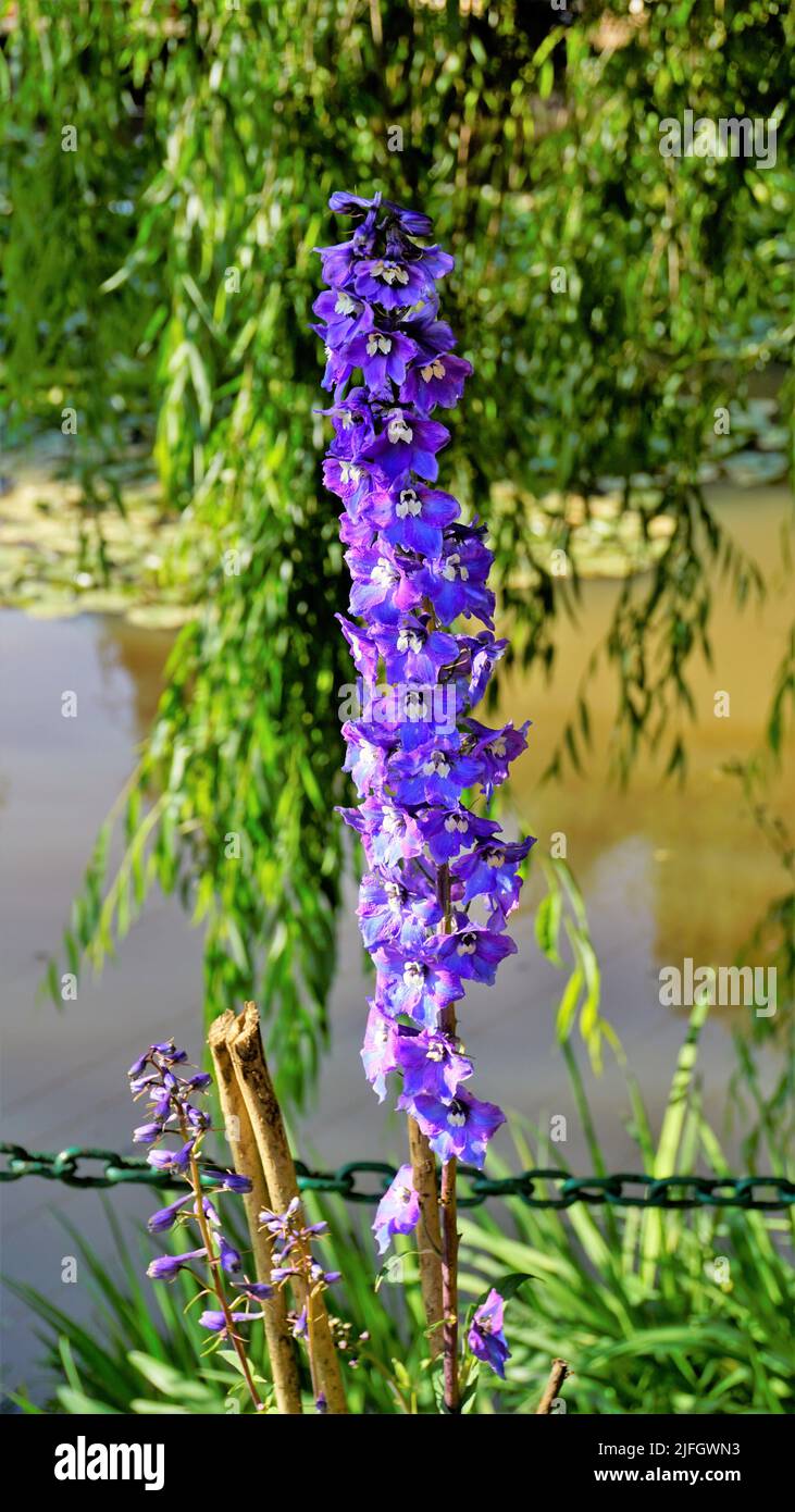 Closeup of beautiful flowers of Delphinium elatum also known as alpine ...