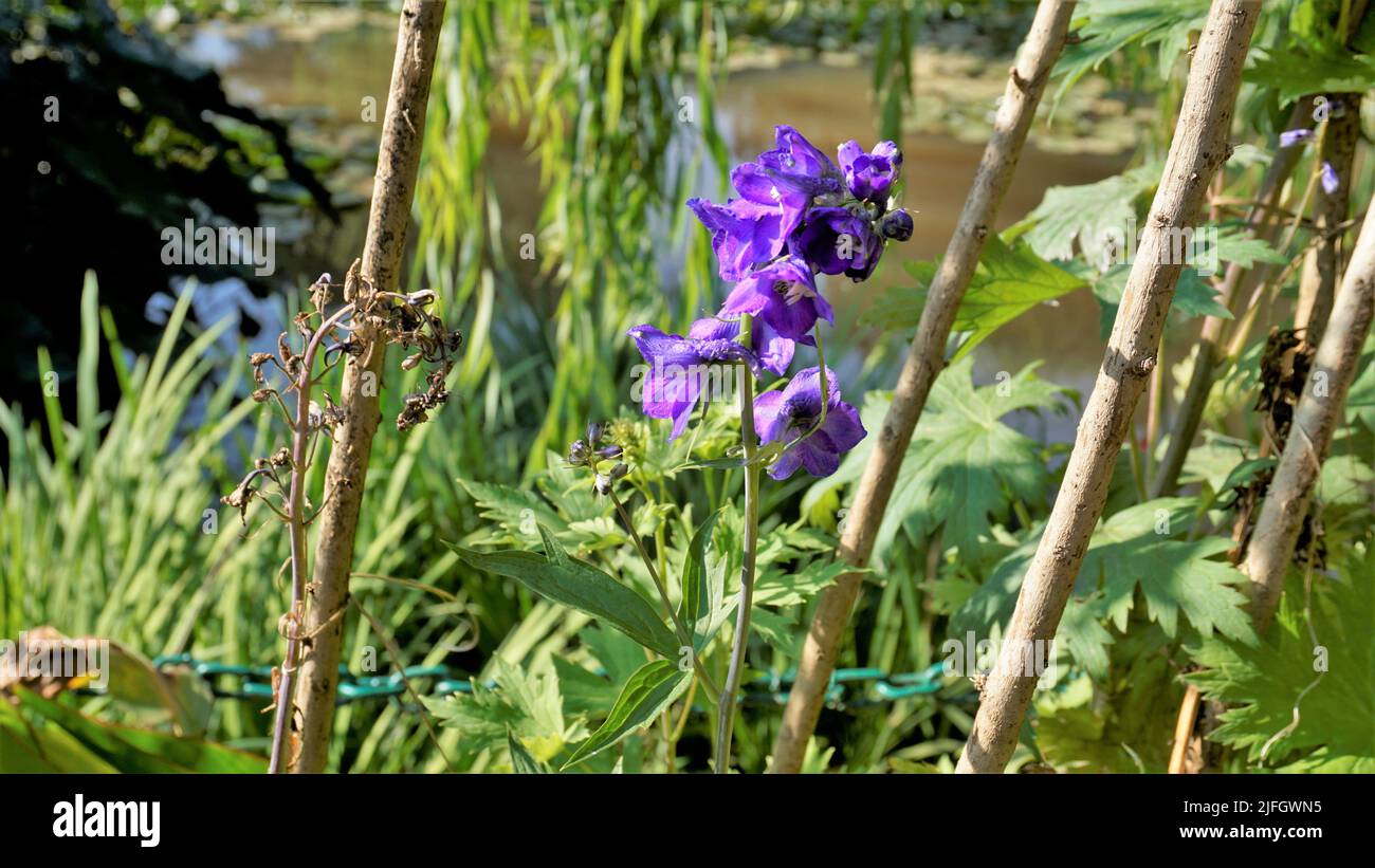Closeup of beautiful flowers of Delphinium elatum also known as alpine ...